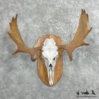 #27347 E+ | Moose Antler Plaque Taxidermy Mount For Sale | eBay