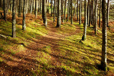 Photo 6x4 Woodland near Balblair Quarry An unmapped path passes through ...