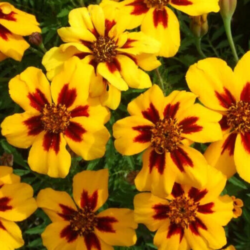 MARIGOLD SEEDS 100+ NAUGHTY MARIETTA FRENCH annual FLOWER garden ...