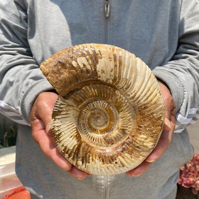1110g Large Natural Raw Ammonite Fossil Display Collection Specimen ...
