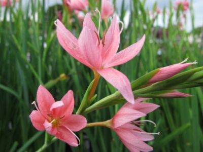 Hesperantha coccinea 'Ruth' - Crimson Flag Lily 9cm pot or division ...