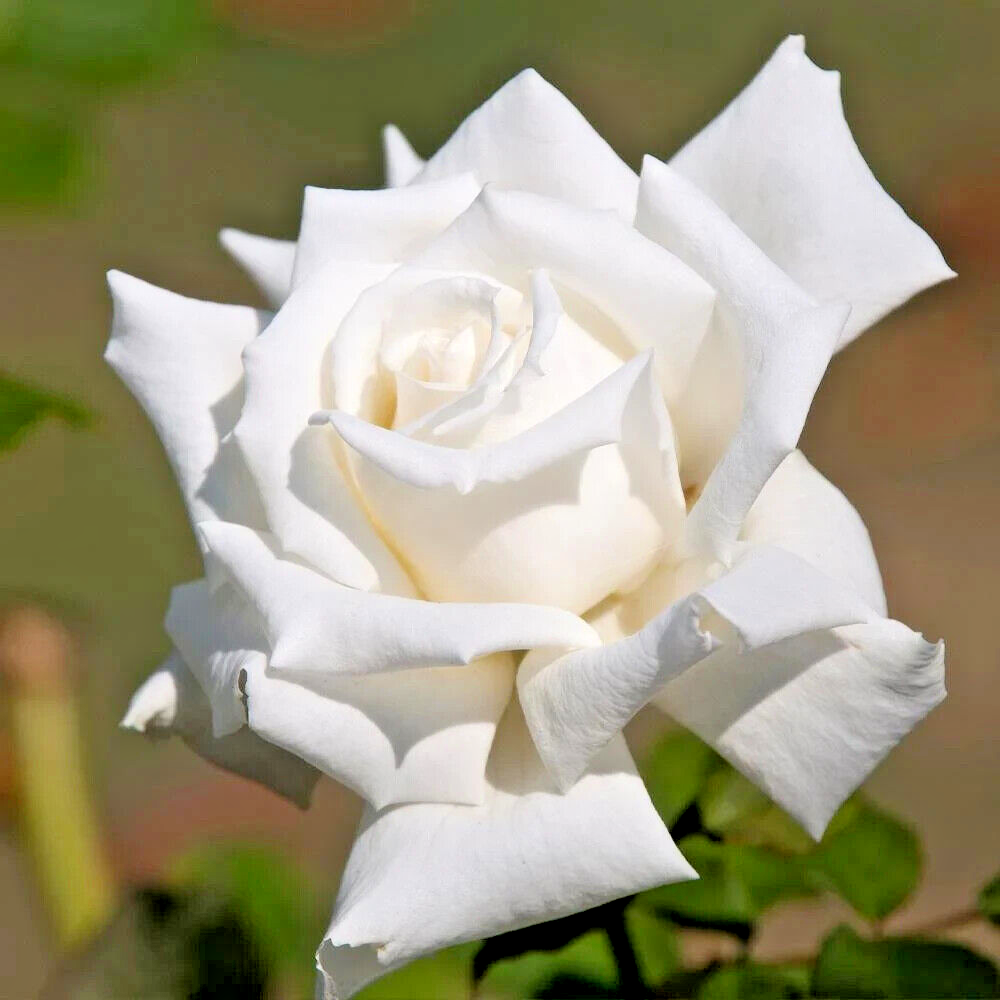 Rose Bush John F. Kennedy 1 Live 1-2’ White Flower Plant Fragrant ...