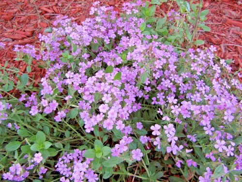 500+PINK ROCK SOAPWORT Seeds Perennial Groundcover Trailing Container ...
