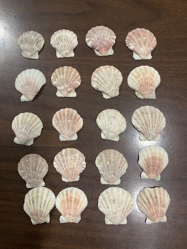 20 Small Various colored Scallop Sea Shells most 1.5” | eBay