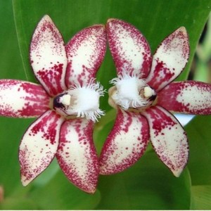 redfoxorchids | eBay Stores