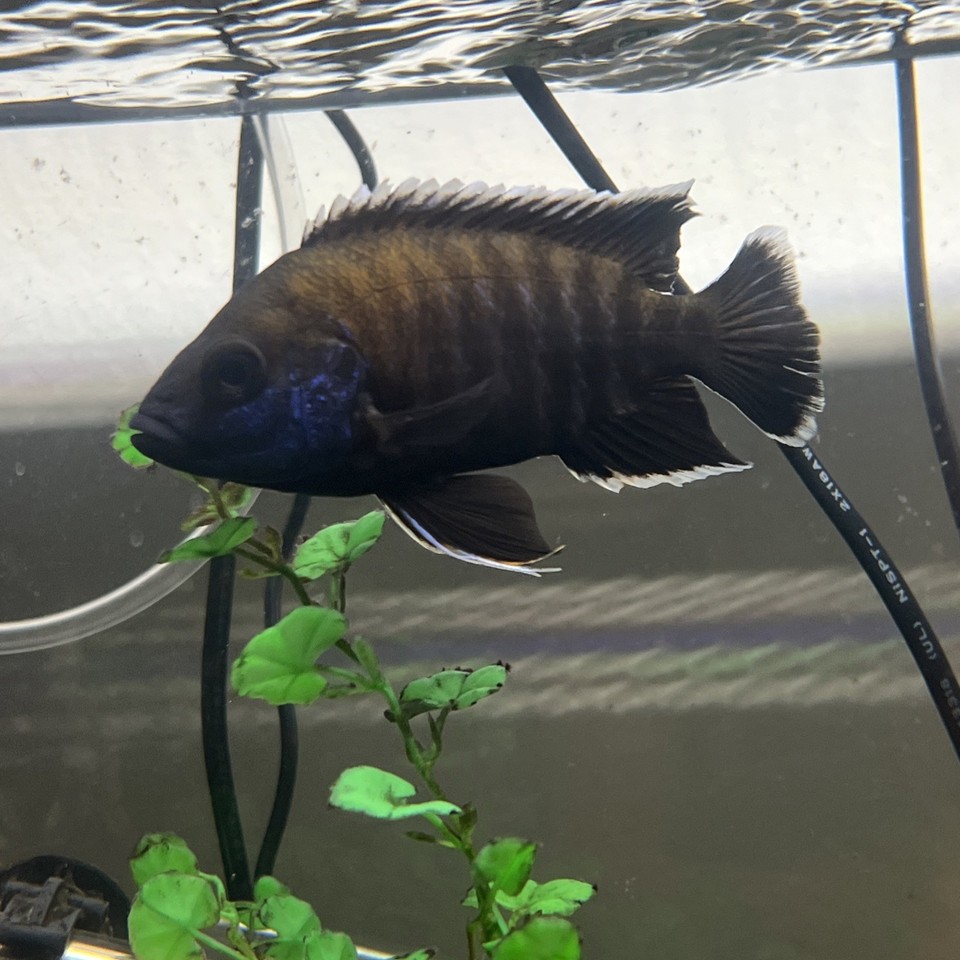 Walteri aulonocara Cichlid 4-5” Male USA *what You See Is The Fish You ...