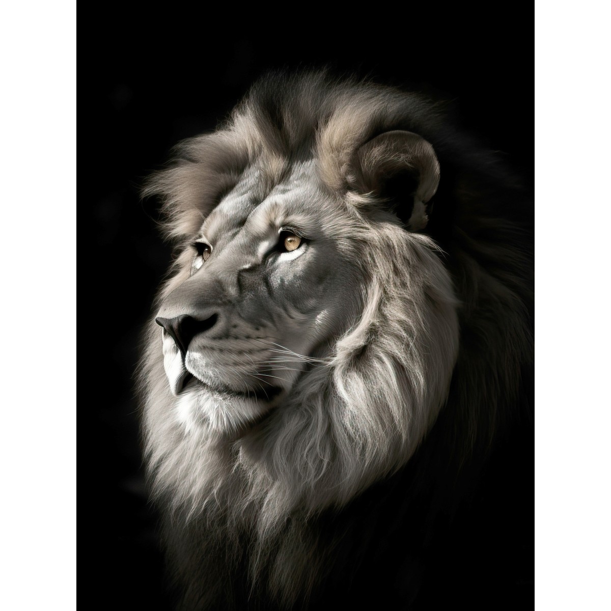Male Lion Face Drawing Adult Male Lion On Reputable Kopje