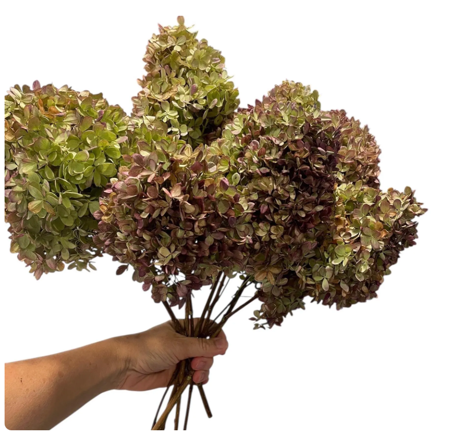 3 Dried Limelight Hydrangeas | Natural Dried Flowers | Farmhouse Floral ...