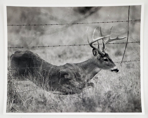 Deer Buck Crawling Under Barbed Wire Fence Antlers Rack B&W Vintage ...