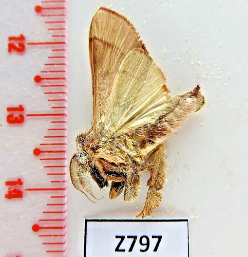 Z797. Insects, butterflies: Arciidae sp. Vietnam, Bao Loc | eBay