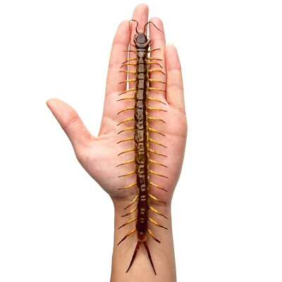 Scolopendra gigantea GIANT centipede Peru PACKAGED | eBay