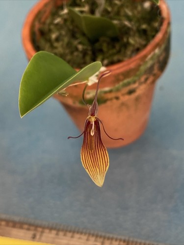 Restrepia striata Yellow Red Stripe Species Orchid Divisions Exact ...