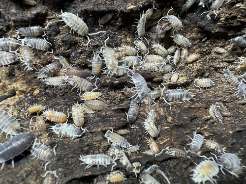 Isopod Party Mix 120+ Porcellionides pruinosus~ (Powder Blue+variants ...