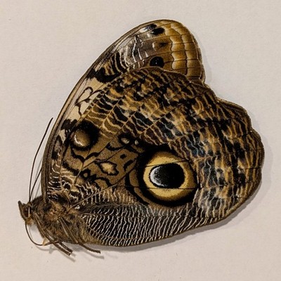 A1/A1- Caligo martia Owl Butterfly Santa Catarina Brazil Papered ...