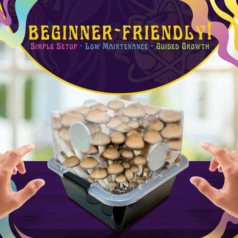 Small Monotub Mushroom Grow Kit | Indoor Grow Bin w/ Substrate & Grain ...