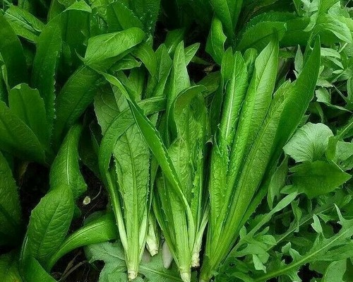 RARE Heirloom You Mai Choy/Yau Mak Choi/Phoenix Tail Lettuce 50+ Seeds ...