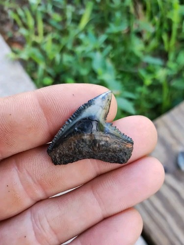 Uniquely Colored Venice Beach Florida Tiger Shark Tooth Meg Teeth ...