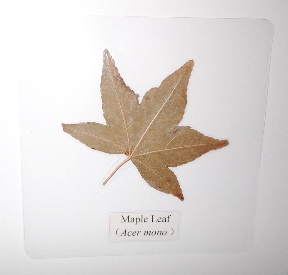 Laminated Japanese Maple Leaf Specimen in 90 mm Clear Plastic Sheet | eBay