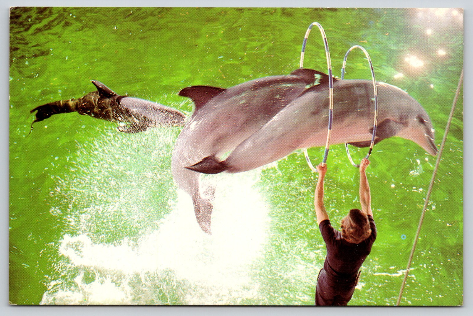 Postcard Performing Dolphins Mystic Marinelife Aquarium Mystic ...