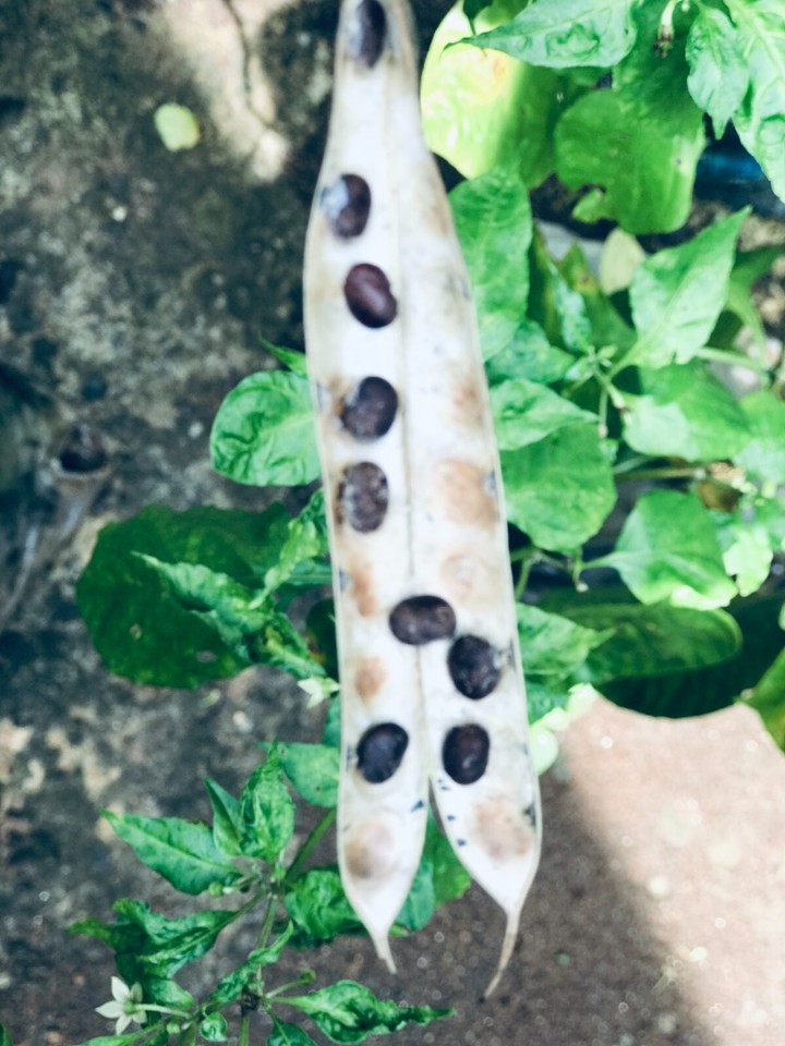 Blue Butterfly Pea Ternatea Clitoria Flower Seeds 100+ 100% Organic Nil ...