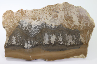 Stromatolithe, Cotham Marble, Trias, Rhaet, Penarth Group, Somerset, UK ...