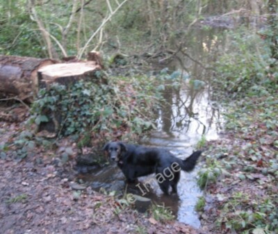 Photo 6x4 Felled Tree and little footpath bridge and stream Home Covert ...