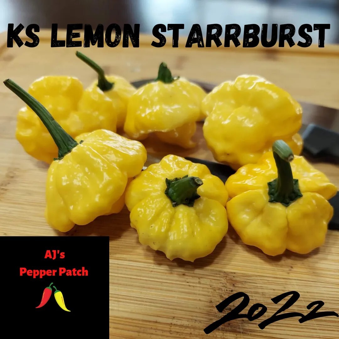 (15) KS LEMON STARRBURST Pepper Seeds Spicy Super Hot Starr burst | eBay