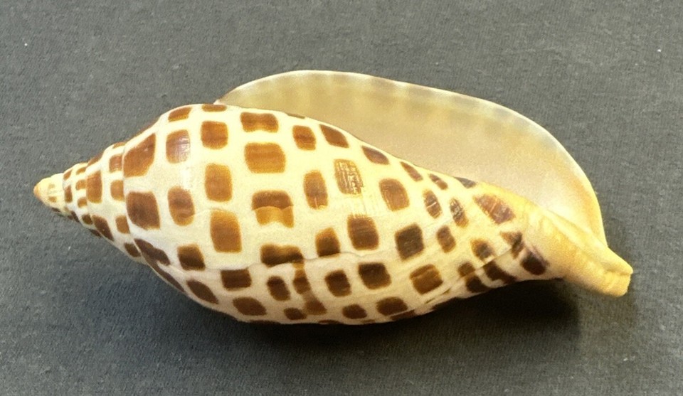 *Scaphella junonia (The Junonia) 112.2mm *read !!! | eBay