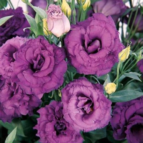 LISIANTHUS EUSTOMA SEEDS DOUBLE LILAC PURPLE FLOWERS F1 HYBRIDS | eBay