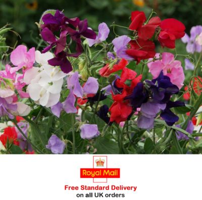 50 x SWEET PEA ROYAL FAMILY SEEDS - MIXED COLOUR Sow January to May or ...