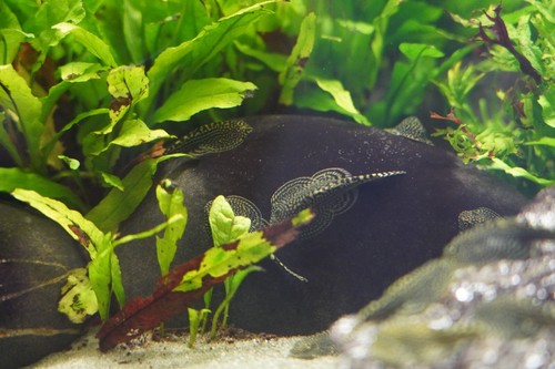 PACK OF 3 - Striped Butterfly Reticulated Tiger Hillstream Loach Algae ...