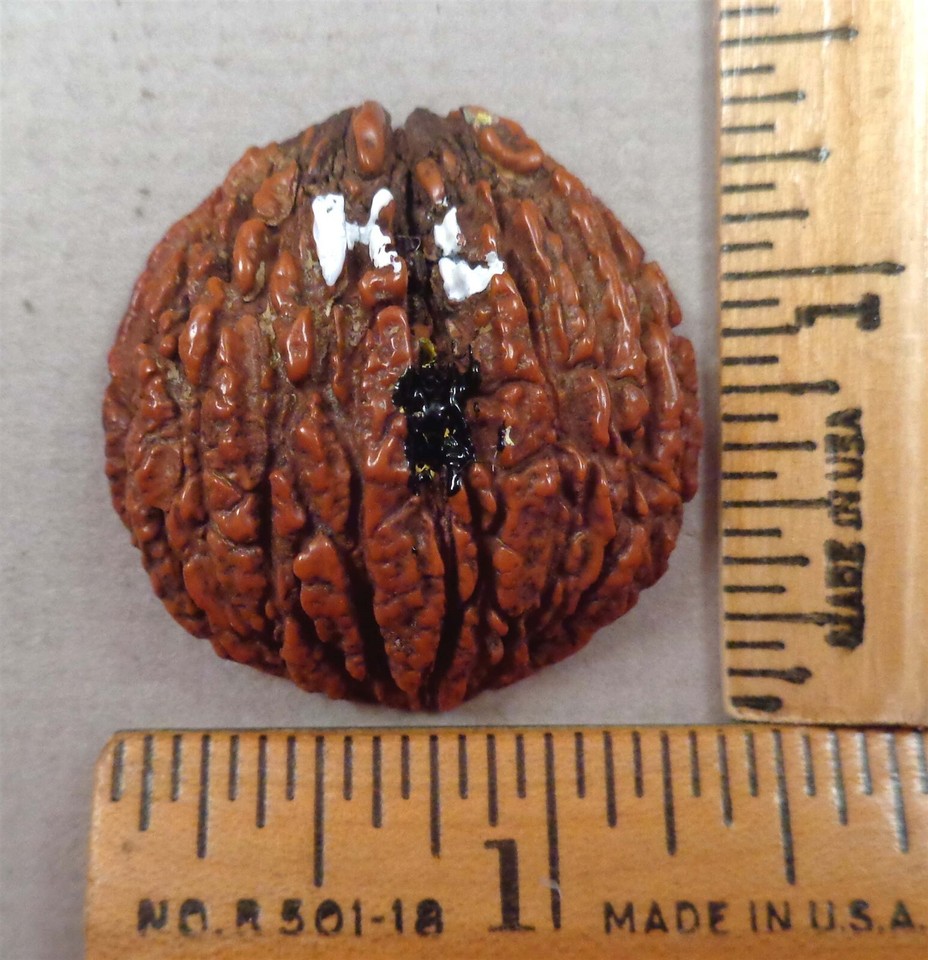 BAT in WALNUT SHELL Studio BUTTON #2, 1990s?, Painted Detail, LARGE | eBay