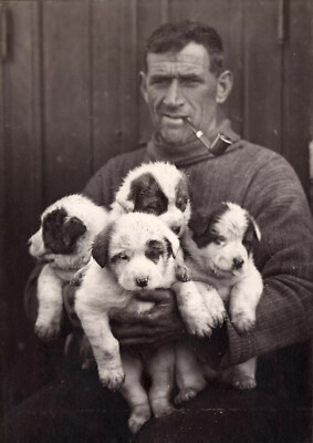 Tom Crean & Puppies on Shackleton Antarctica Expedition (1915) - 17" x ...