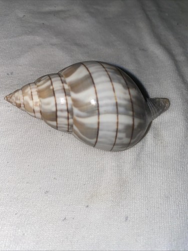 Florida banded tulip shell 70mm Found On Sanibel Island Beautiful Color ...