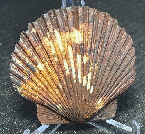 Very Rare Iron Red Toned Pleistocene Era Nashua Lagoon Scallop Shell | eBay