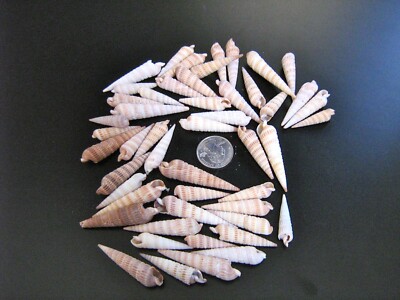 50 Auger Spiral Sea Shells From Siesta Key Beach Gulf Waters | eBay