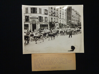 WW2 Original ACME Newspictures Cattle Drive to Slaughter Through Paris ...