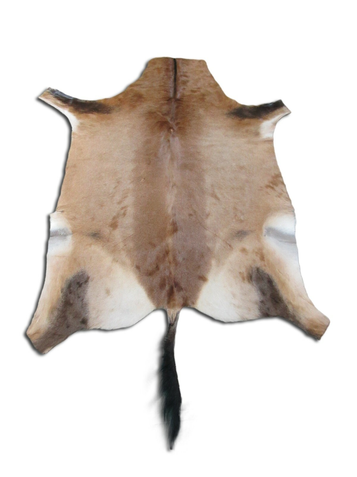 Deer Skin African Red Hartebeest Skin buck skin African Deer Skin ...