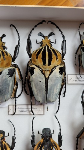 Goliathus cacicus ~ 90 mm. Extra Rare, pictured In book 2016. Cetonidae ...