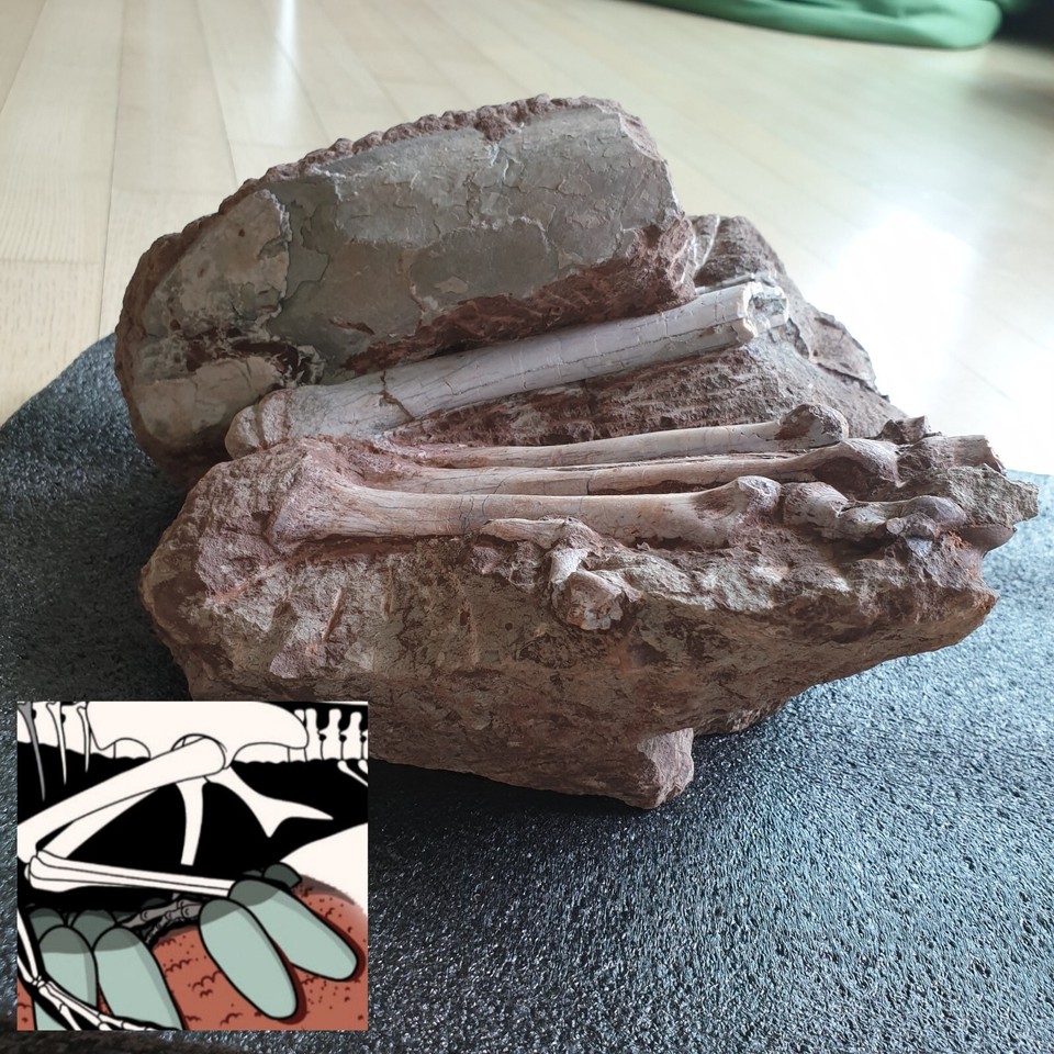 Rare Parent Oviraptor Dinosaur Leg Bone With Egg Fossil Cretaceous Era ...