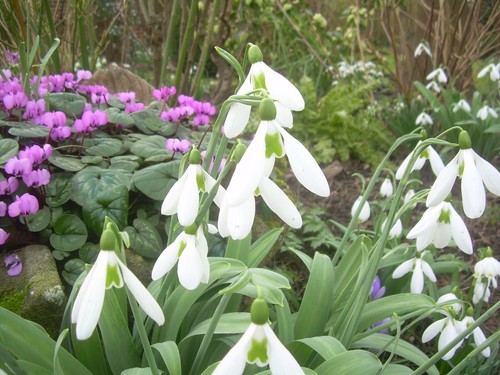 Galanthus Elwesii " Rodmarton Régulus " - Très bonne variété . lot de 2 ...
