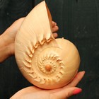 Extra Large Melon Shell Large Polished 22.5 cm to 25 cm Beach SeaShell ...
