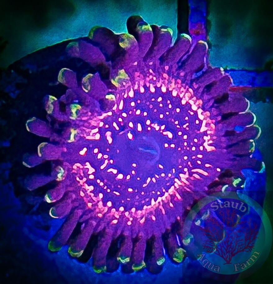 SAF~ “WYSIWYG” Taser Zoanthid Frag, Palythoa, Paly, Zoa, Coral Colony ...