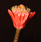 Haemanthus coccineus Gifberg BIG old FS specimen, last one | eBay