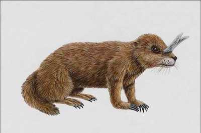 684006 Epigaulus Mammal Miocene A4 Photo Print | eBay