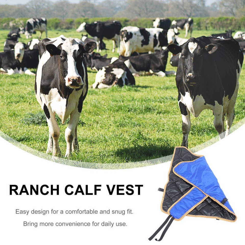 1Pc Farm Cow Calf Vest Thickened Belly Protection Costume Windproof ...