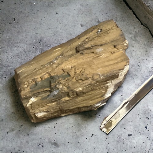 Old XL Petrified Wood Log+ Specimen 33.8 Pounds, Unpolished and Rough ...