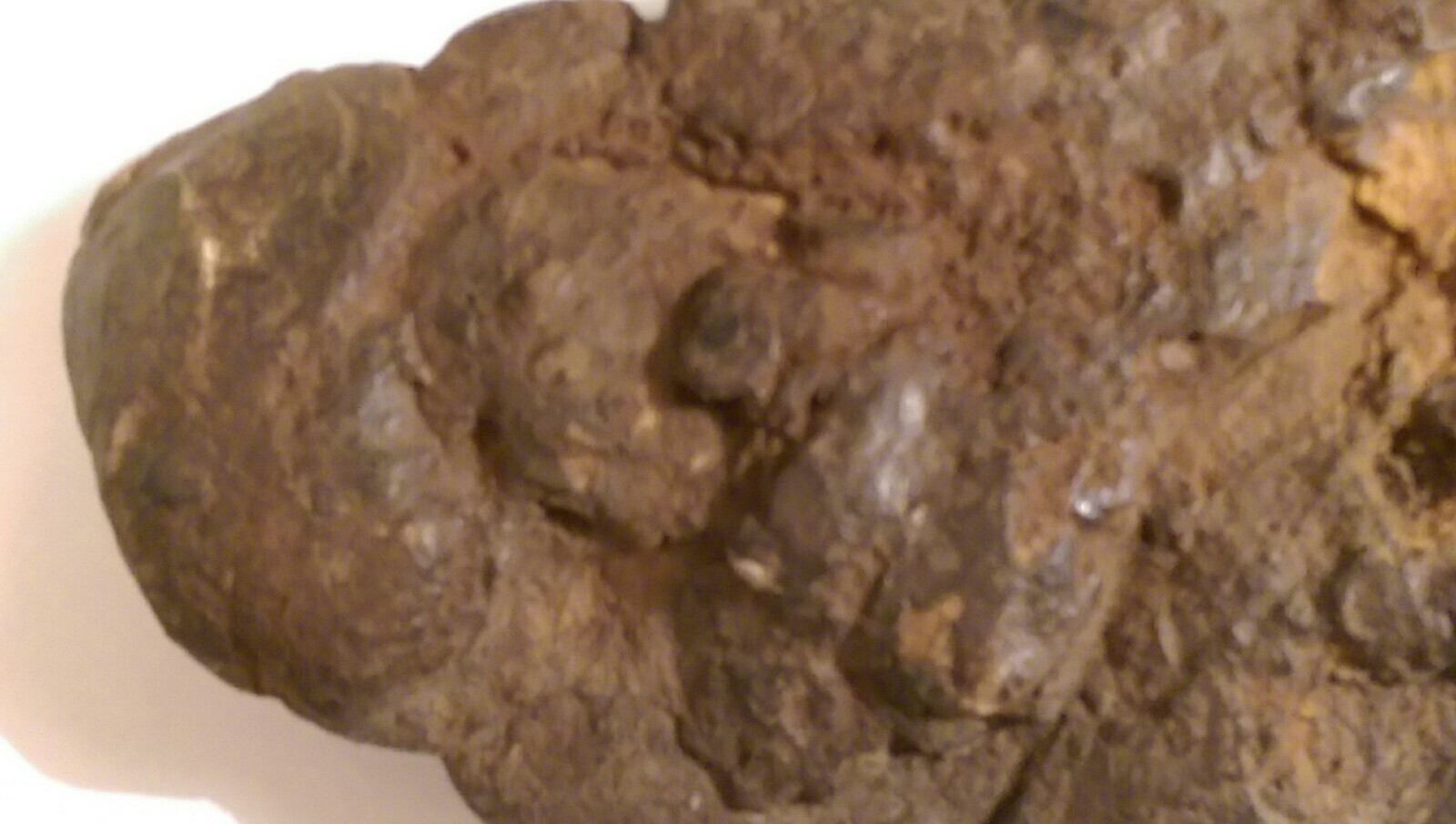 Whole Baby Dinosaur Fossil Hadrosaur Fetus Hatching Hell Creek USA in ...