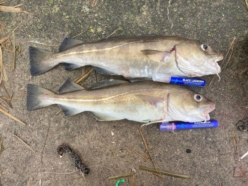 Frozen Welsh Black Lugworm - Bait Oil - Pulley Rigs - Shipped in new ...