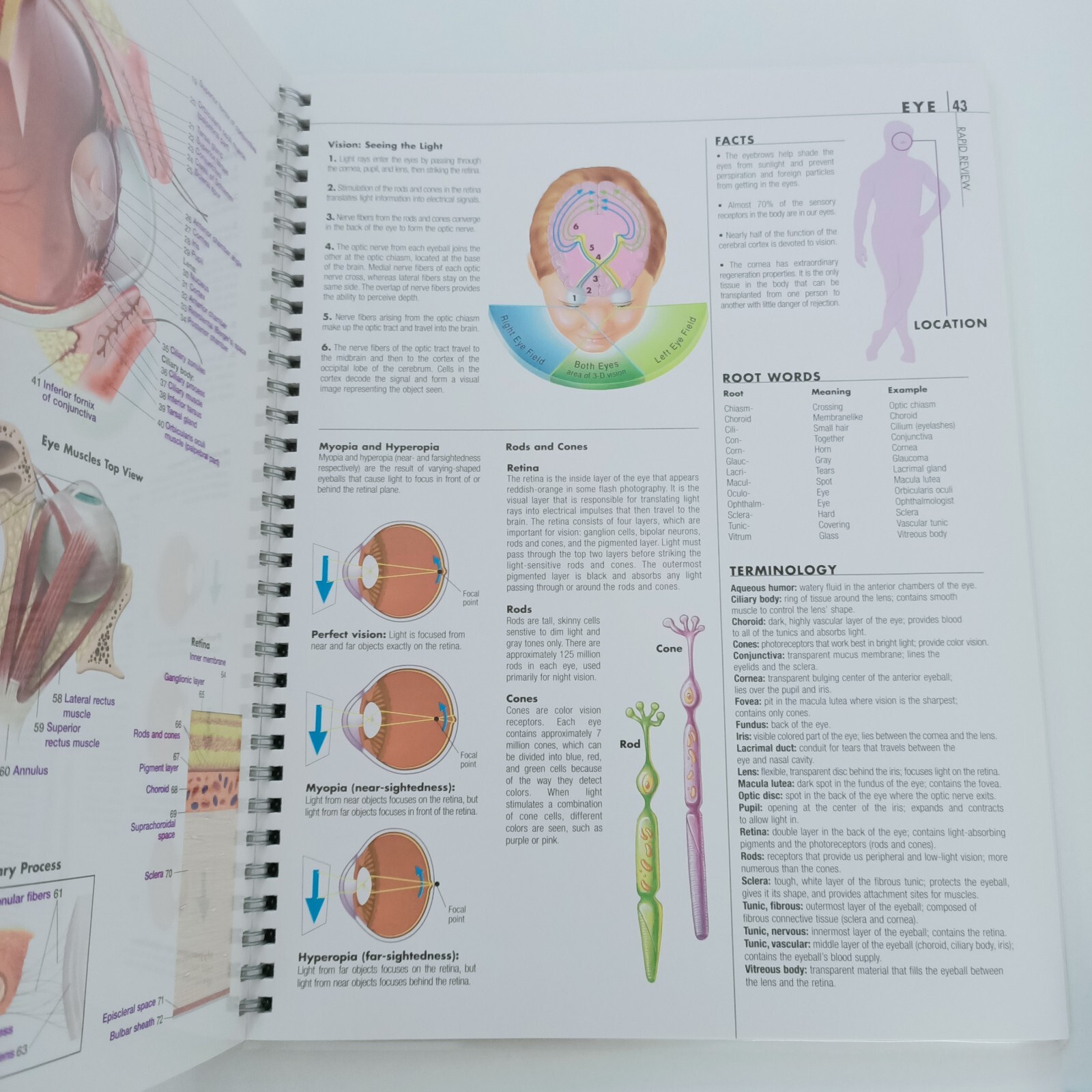 Rapid Review Anatomy Reference Guide 2nd Edition Paperback Self-testing ...